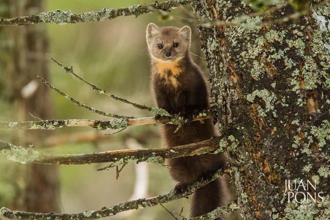 Index of /kepek/coboly