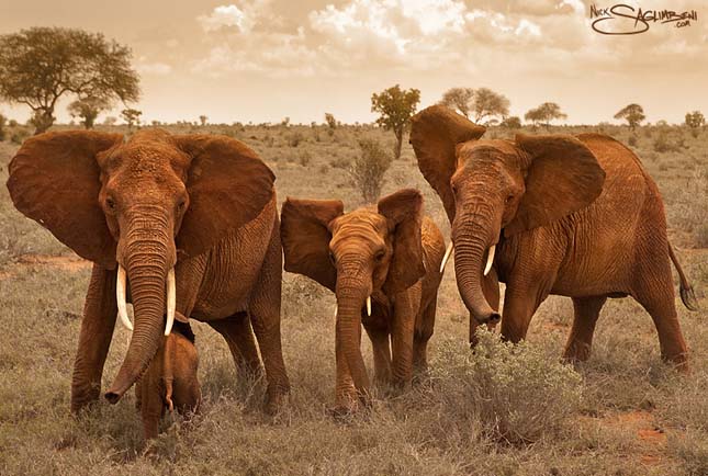 Elefántok vörösben