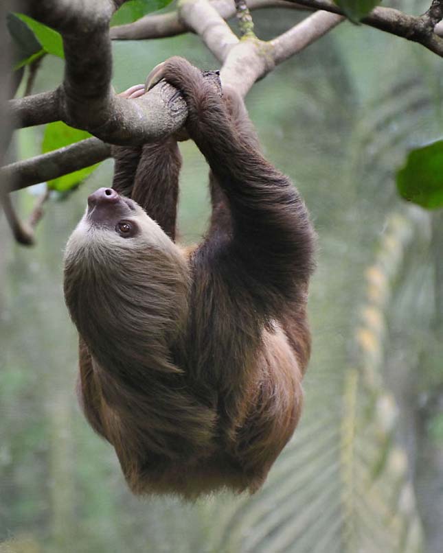 Aranyos fotóválogatás a Nemzetközi Lajhár Nap alkalmából | Érdekes Világ
