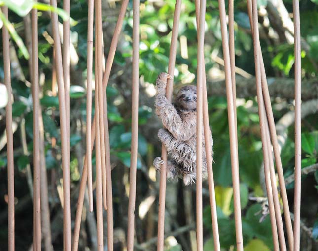Aranyos fotóválogatás a Nemzetközi Lajhár Nap alkalmából | Érdekes Világ