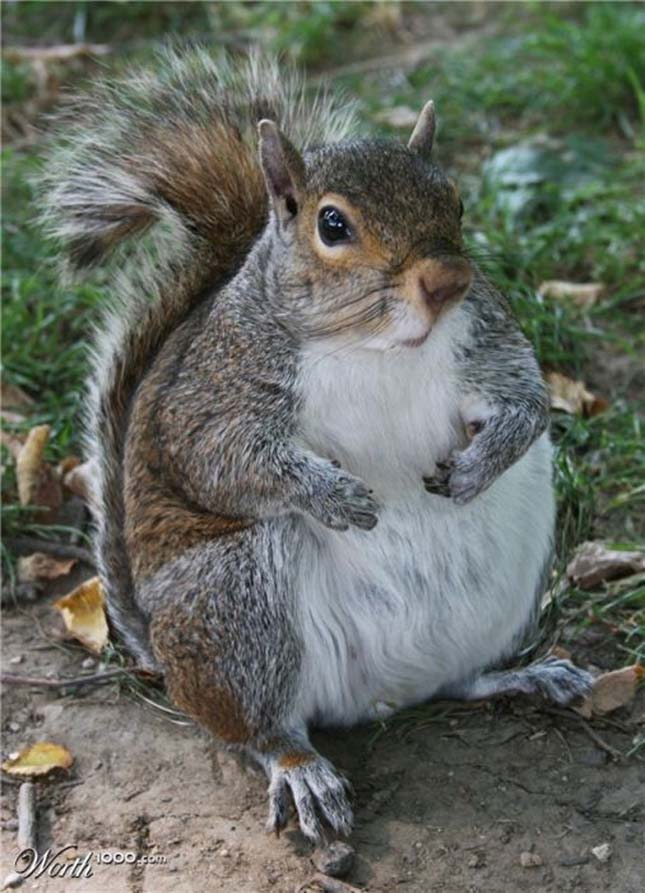 Ha az állatok is el lennének hízva.. | Érdekes Világ