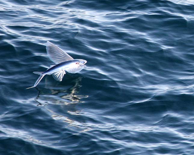 A repülő halak | Érdekes Világ