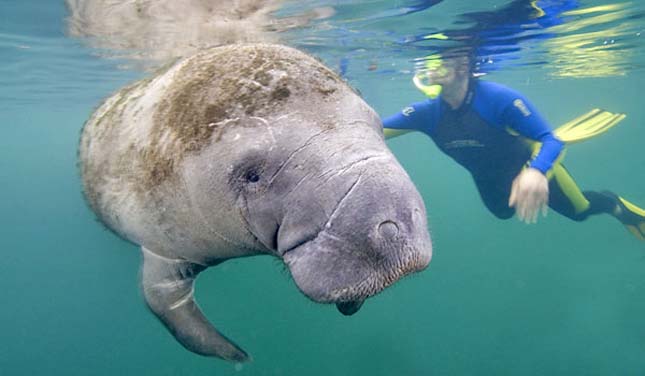 A karibi manátusz avagy a különös kinézetű lamantin | Érdekes Világ
