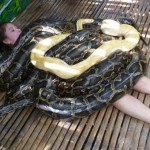 Kígyómasszázs négy hatalmas pitonnal | Érdekes Világ