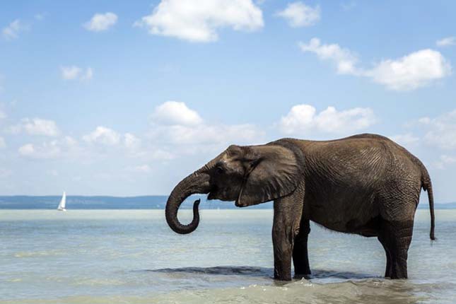 Elefántok fürödtek a Balatonban | Érdekes Világ