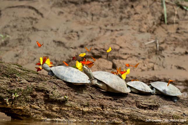 Teknőskönnyet isznak az Amazonas folyó mentén élő pillangók | Érdekes Világ