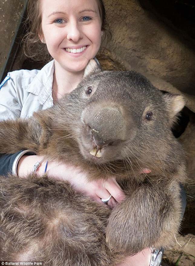 Patrik, a legidősebb vombat a világon | Érdekes Világ