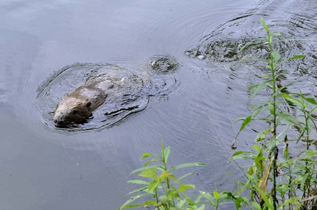 Visszaengedték a természetbe a korábban Budapesten talált hódot ...