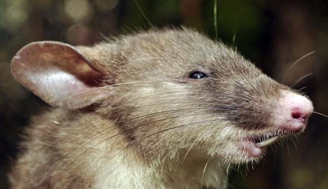 Különös kinézetű patkányfajt fedeztek fel Indonéziában | Érdekes Világ
