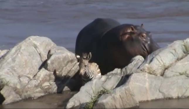 Egy víziló mentette ki a folyóból a fuldokló zebracsikót | Érdekes Világ