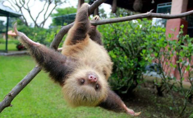 Aranyos fotóválogatás a Nemzetközi Lajhár Nap alkalmából | Érdekes Világ