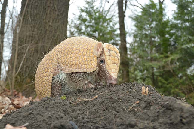 Matakó született a Szegedi Vadasparkban | Érdekes Világ