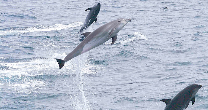 Szoros kapcsolataik hatására sem adják fel egyedi hangjukat a delfinek ...