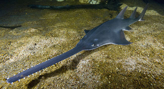 Hatalmas méretű, ősi haltól hemzseg egy ausztrál folyó | Érdekes Világ