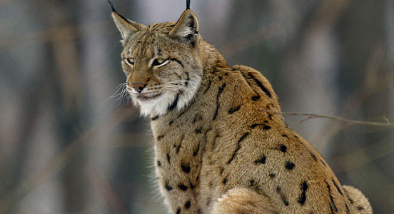 Vadkamera rögzítette egy hiúz és egy róka találkozását az Aggteleki ...