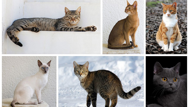 A macskák is tudják értelmezni az emberi tekintetet | Érdekes Világ