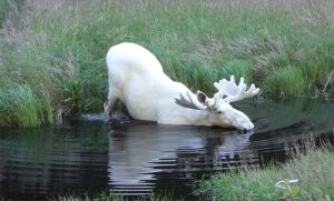 Fehér rénszarvasborjút örökített meg egy szerencsés fotós a hófedte ...