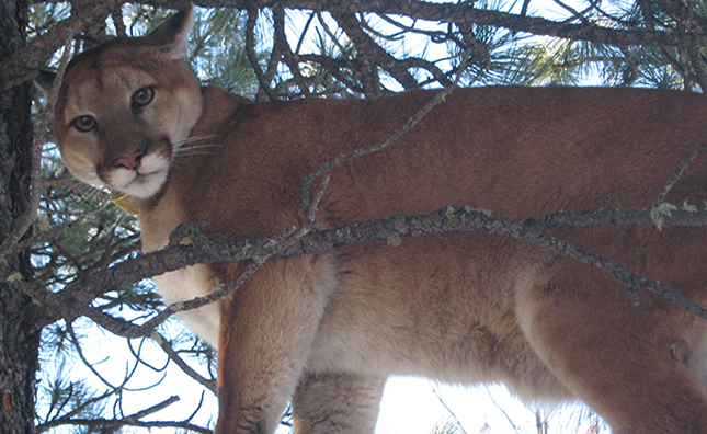 Elkobzott pumát fogadott jelképesen örökbe az amerikai nagykövetség ...