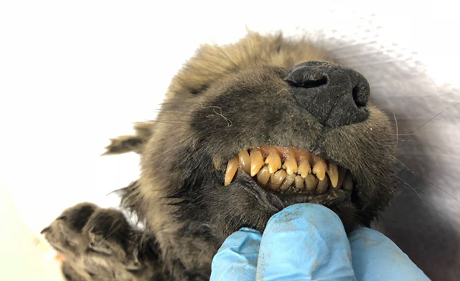 Rejtély a tudósok számára, hogy farkas vagy kutya a 18 ezer éves ...