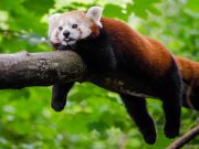 Huanglong gyönyörű mészkőteraszai | Érdekes Világ