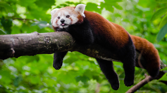 Bebizonyították, hogy valójában két külön fajba tartoznak a vörös ...