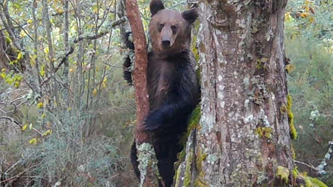Százötven év után jelent meg újra a barna medve Spanyolország északi ...
